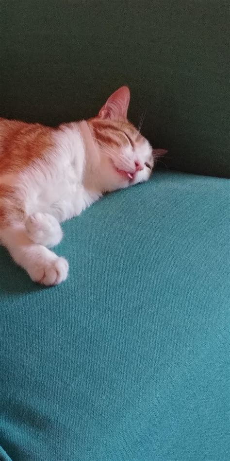 Candy Kat Ucandy Kat Reddit