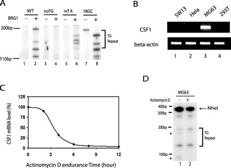 Formation Of The Z Dna Structure Does Not Require Active Transcription Download Scientific