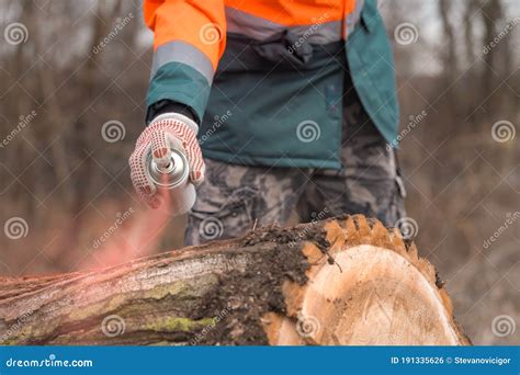 Forestry Technician Marking Tree Trunk With Red Aerosol Can Paint Stock Photo Image Of