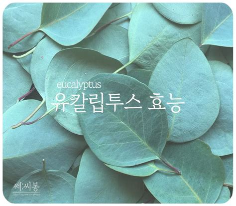 유칼립투스 효능 8가지 정리ft부작용 네이버 블로그
