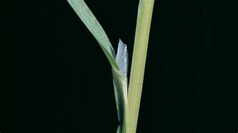 Rough Bluegrass Agricultural Solutions