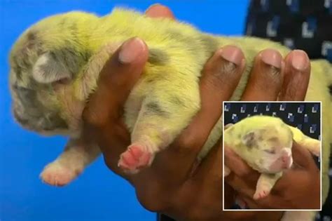 Miracle Two Headed Turtle Stuns Doctors And Both Heads Have