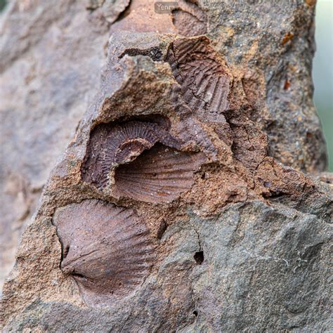 Devonian Fossils