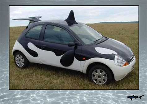 Wrong Car Rsharkfest