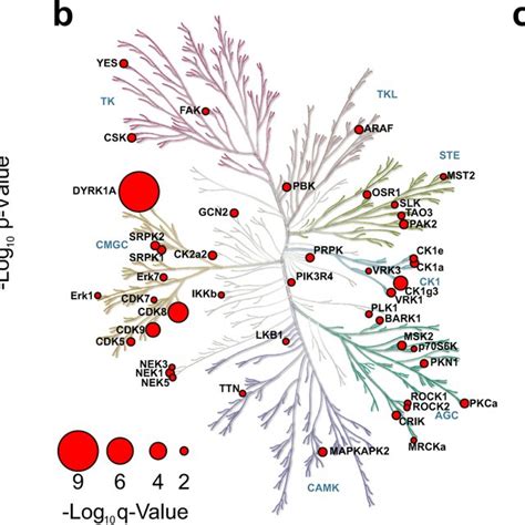 Concept And Application Of The Isothermal Shift Assay Itsa Method A