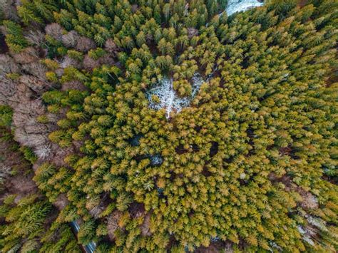 Premium Photo High Angle View Of Tree In Forest
