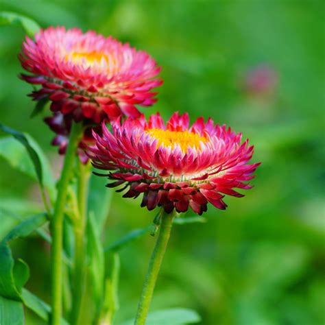 Drought Tolerant Helichrysum Purple Strawflower Garden Flower Plant Seed