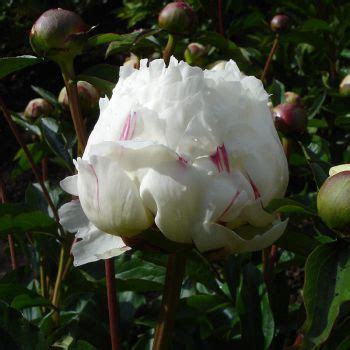 Пион Мадам де Верневилль (Paeonia Mme de Verneville). Махровый ...