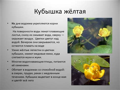 Презентация к уроку окружающего мира "Растения водоёмов" 2 класс