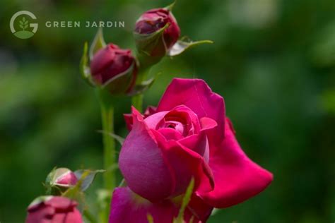 Купити Salma Es-Said (Сальма́ Е-Саї́д) в інтернет-магазині Green Jardin