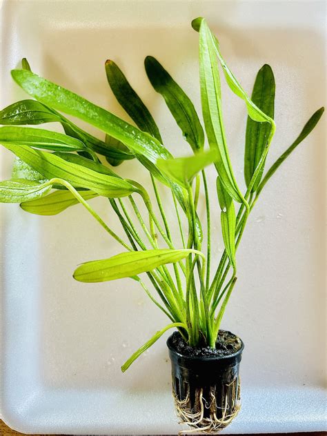 Echinodorus Horemanii Online Aquarium Plants Uk Aquatic Plants