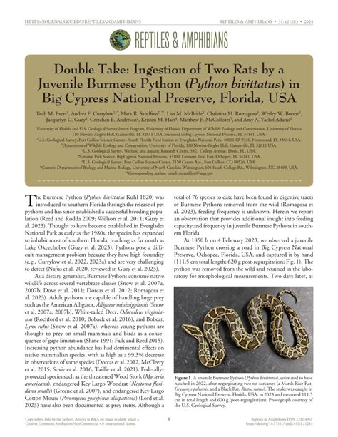 Pdf Double Take Ingestion Of Two Rats By A Juvenile Burmese Python Python Bivittatus In Big