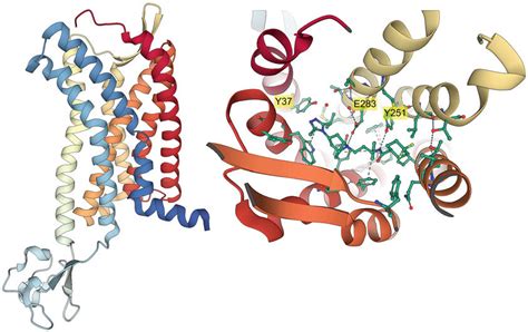 2 structure of the ccr5 maraviroc complex pdb id 4mbs the crystal