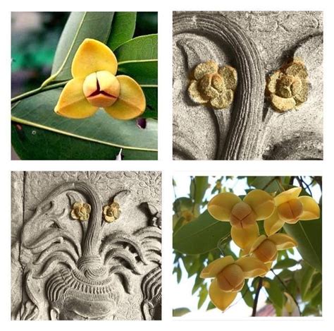 រំដួល គឺជាផ្កាតំណាងឲ្យប្រទេសកម្ពុជា សារព័ត៌មាន នគរវត្ត