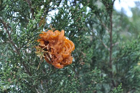 Urban Wildlife Guide Cedar Apple Rust