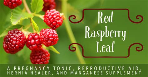 Red Raspberry Leaf Article