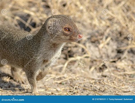 Close Up Of Human Eyes Beautiful Eye Of Young Man With Pupil Shrinking From Light Human Eye