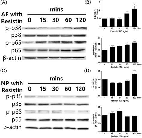 Ac The Signaling Pathway And Bd The Densitometric Quantification
