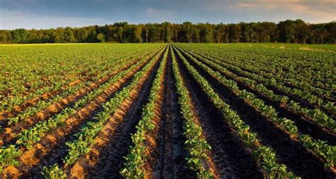 Mars Op Crop Yield Forecasting Wur