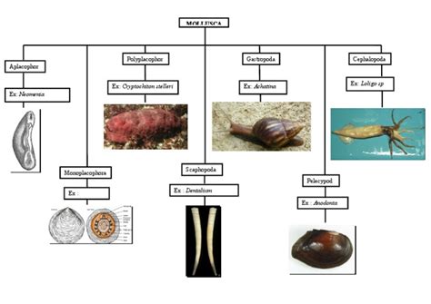 Mollusca Classification Pdf