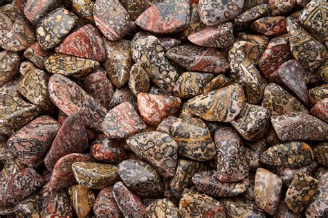 Jaspis Leopardí Svět Kamenů Velkoobchod