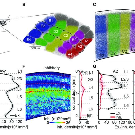 Defining The Cortical Layers Of Rat Vs1 A Schematic Illustration Download Scientific