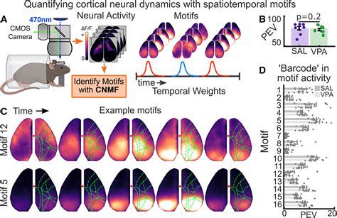 Differences In The Expression Of Cortex Wide Neural Dynamics Are Related To Behavioral Phenotype