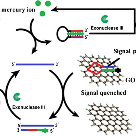 Schematic Representation Of Fluorescence Sensing Strategy For Hg²⁺ Download Scientific Diagram