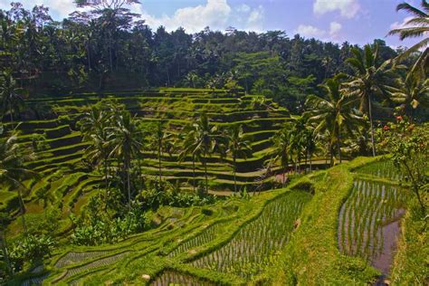 Tegallalang Rice Terraces Bali Entrance Fee Swing Cafes Tours