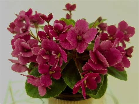 Jolly Ruby Africké Fialky Saintpaulia African Violets