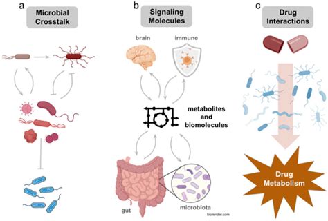 Microbiome Interactions A Microbial Crosstalk Members Of The