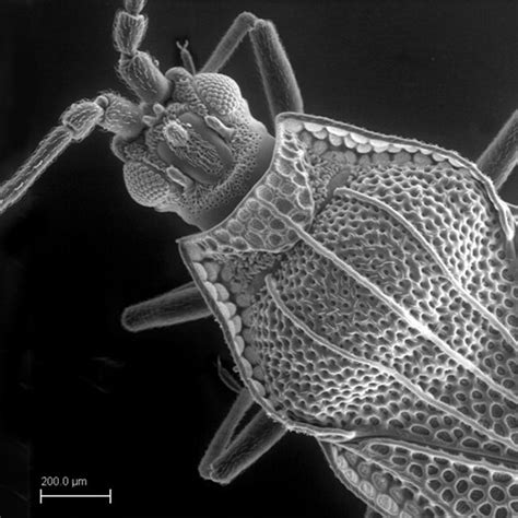 Scanning Electron Microscopy Unit Southern Cross University