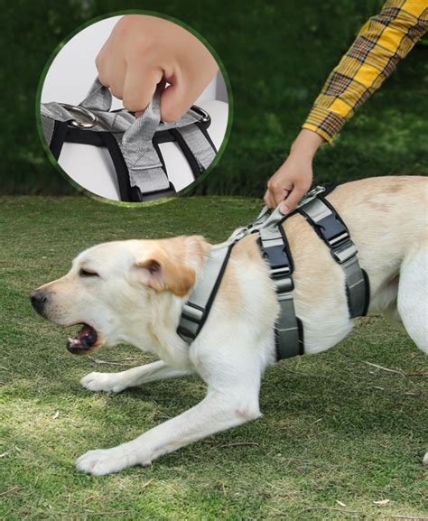 탈출방지 하네스 런칭빅찬스 대형견하네스 네이버 블로그