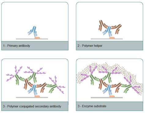 Two Step Ihc Polymer Based Detection Kits Clinisciences