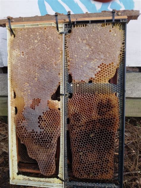 Dadant Hive 6 Frame Nuc And Management Beesource Beekeeping Forums