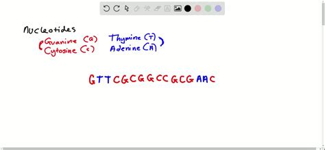 solved below is the sequence of a single strand of a short dna molecule