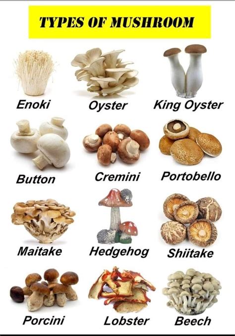 Sardar Basha On Instagram Types Of Mushroom Stuffed Mushrooms