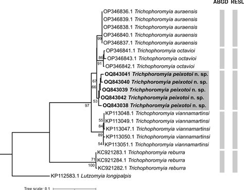 Phylogenetic Gene Tree Based On Coi Dna Barcodes Of Trichophoromyia
