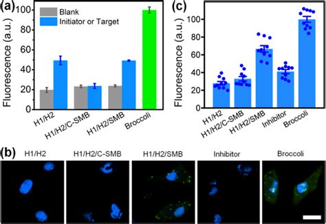In Situ Genetically Cascaded Amplification For Imaging Rna Subcellular