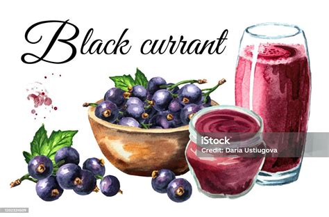 딸기 잼 주스가있는 검은 건포도 카드 흰색 배경에 격리 된 손으로 그린 수채화 그림 개체 그룹에 대한 스톡 벡터 아트 및 기타 이미지 개체 그룹 건강한 식생활 검은색