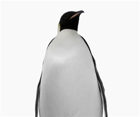 پک های آموزش لینوکس Linux Training Packs از سطح پایه تا حرفه ای فناوران آنیسا خانه لینوکس