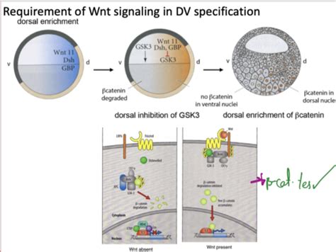 Dorsal Ventral Axis In Xenopus And Anterior Posterior Axis In Chick Flashcards Quizlet