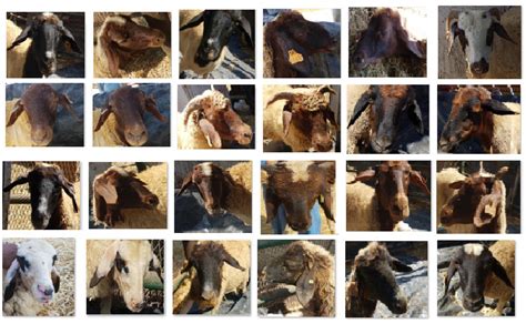 Figure 1 From Sheep Identification Using A Hybrid Deep Learning And Bayesian Optimization