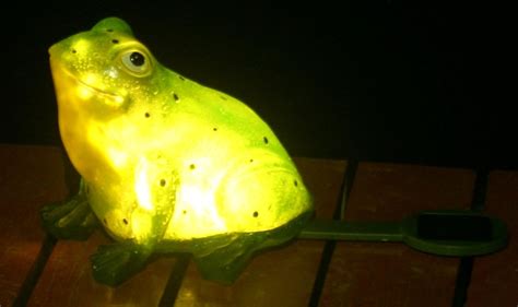 Best Lighting For Tree Frog At Trent Ragland Blog