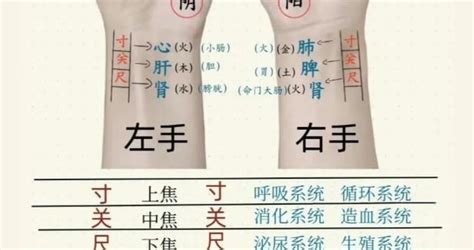探索中医智慧：掌握把脉六步骤，迈向半个中医之旅 中医 脉象 步骤 新浪新闻