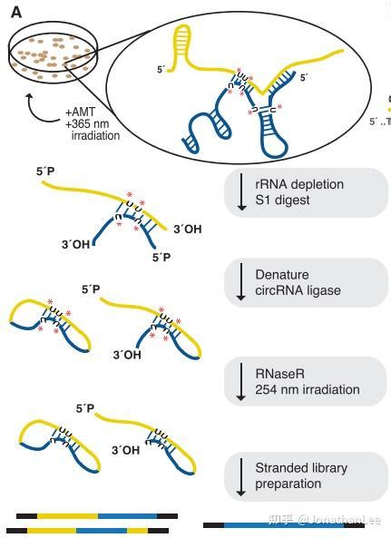 全基因组rna Rna Interactions捕获技术解读（初） 知乎