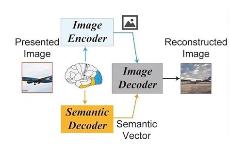 Mind Reading Ai Turns Your Thoughts Into Pictures With 80 Accuracy