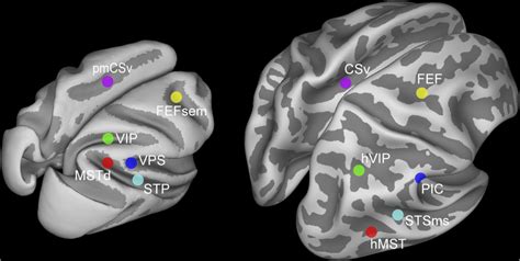 Posteriorlateral View Of The Cerebral Cortex Of The Macaque Left And
