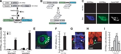 Figure 1 From Spatial Relational Memory Requires Hippocampal Adult