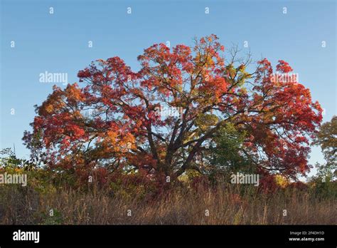 One Oak Tree In Autumn With Colorful Fall Leaves Series Of Four